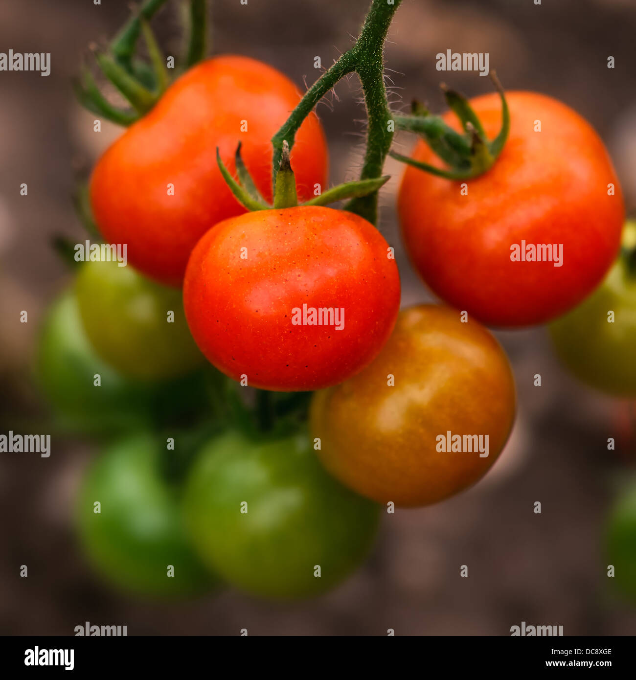 Tomato on the Vine Stock Photo - Alamy