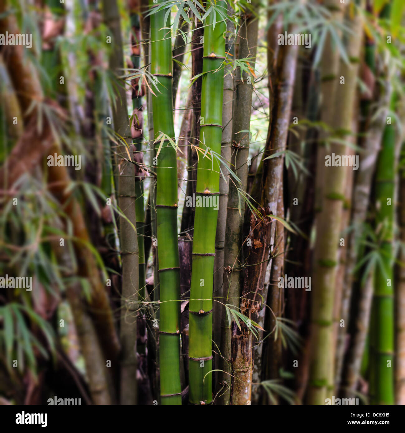 Tall growing bamboo hi-res stock photography and images - Alamy