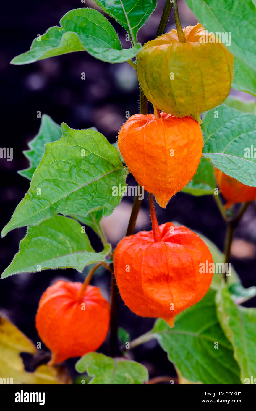 Japanese Lantern Plant