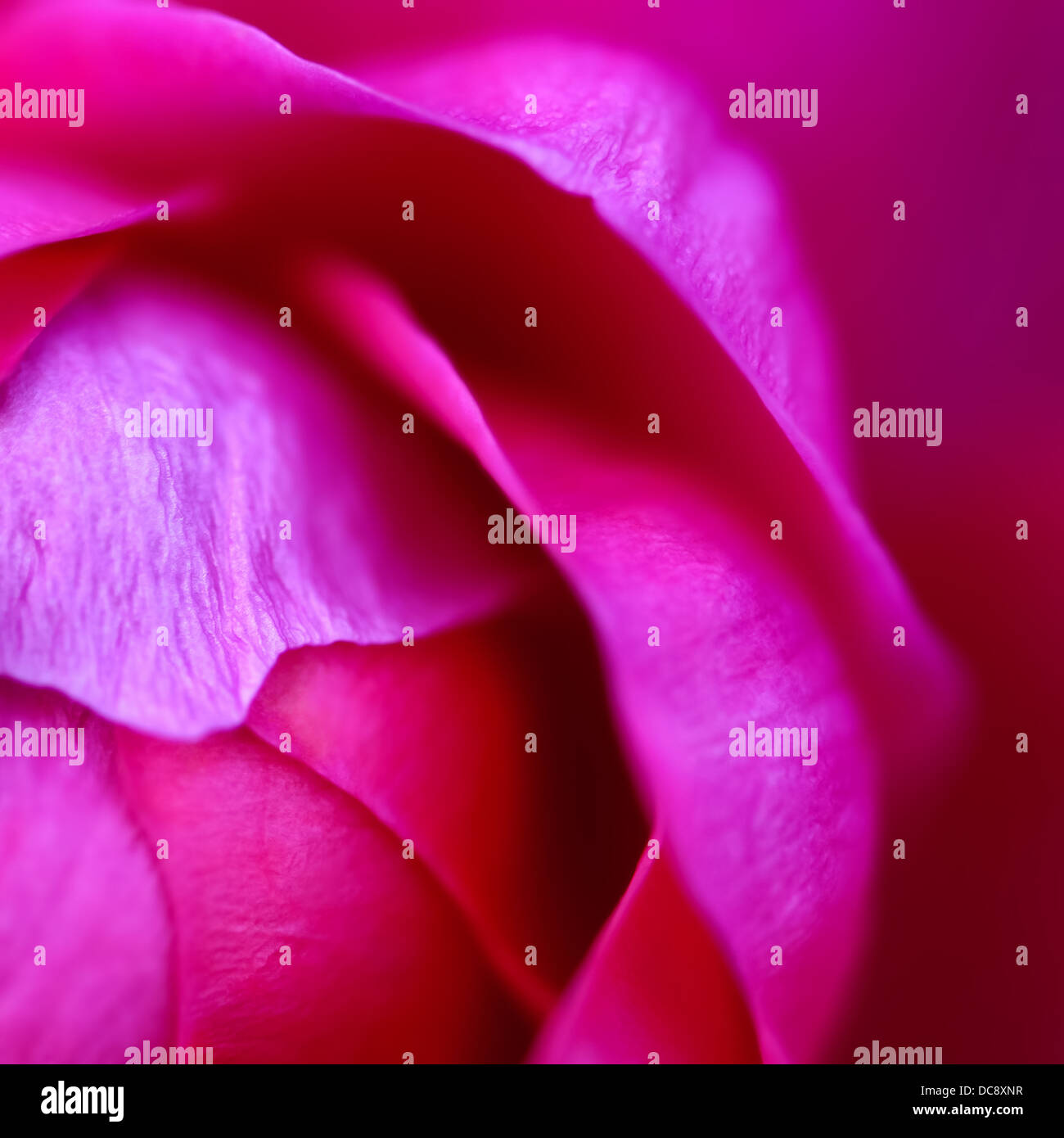 Hot pink rose hi-res stock photography and images - Alamy