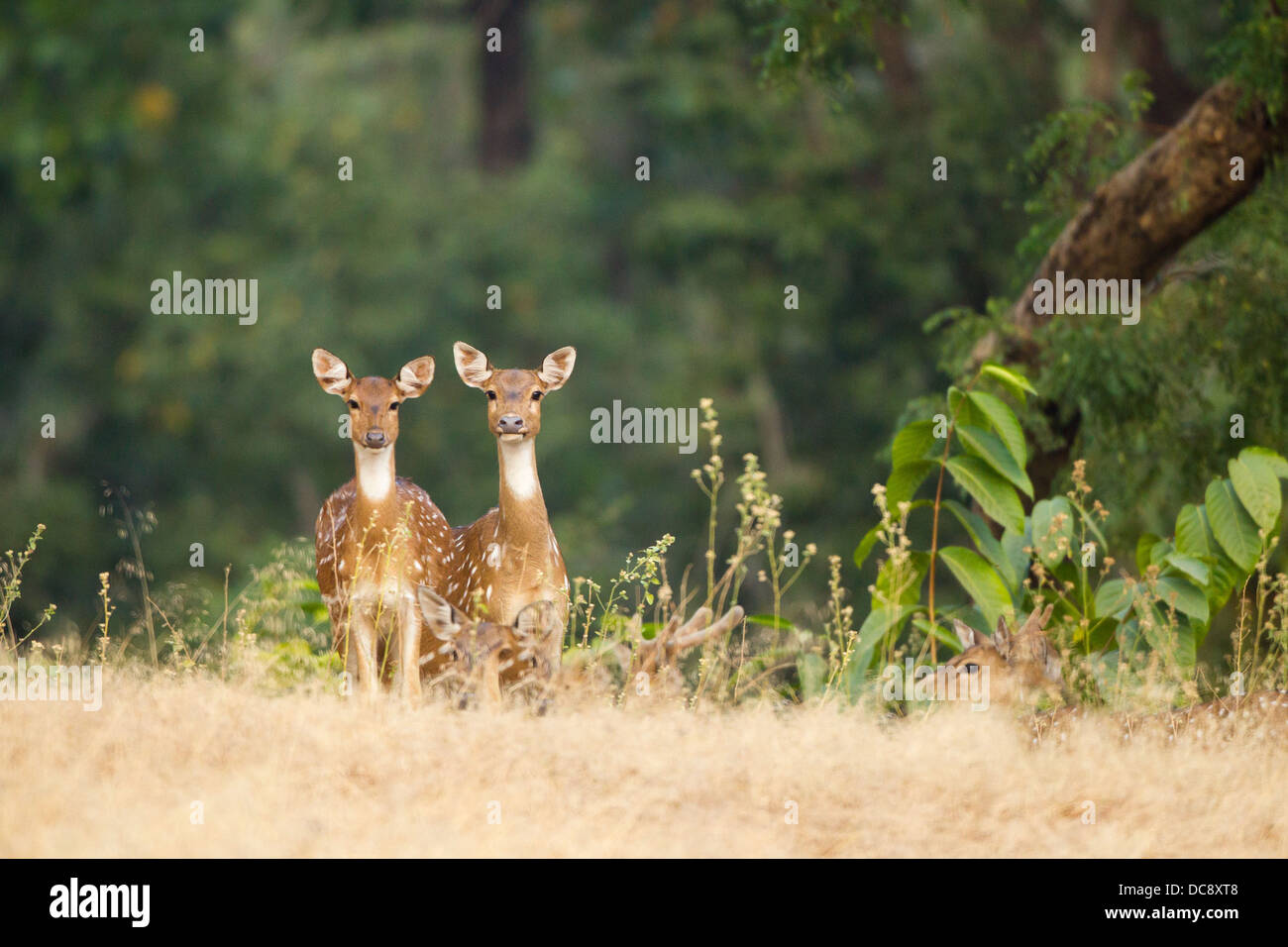 Spotted axis hi-res stock photography and images - Alamy
