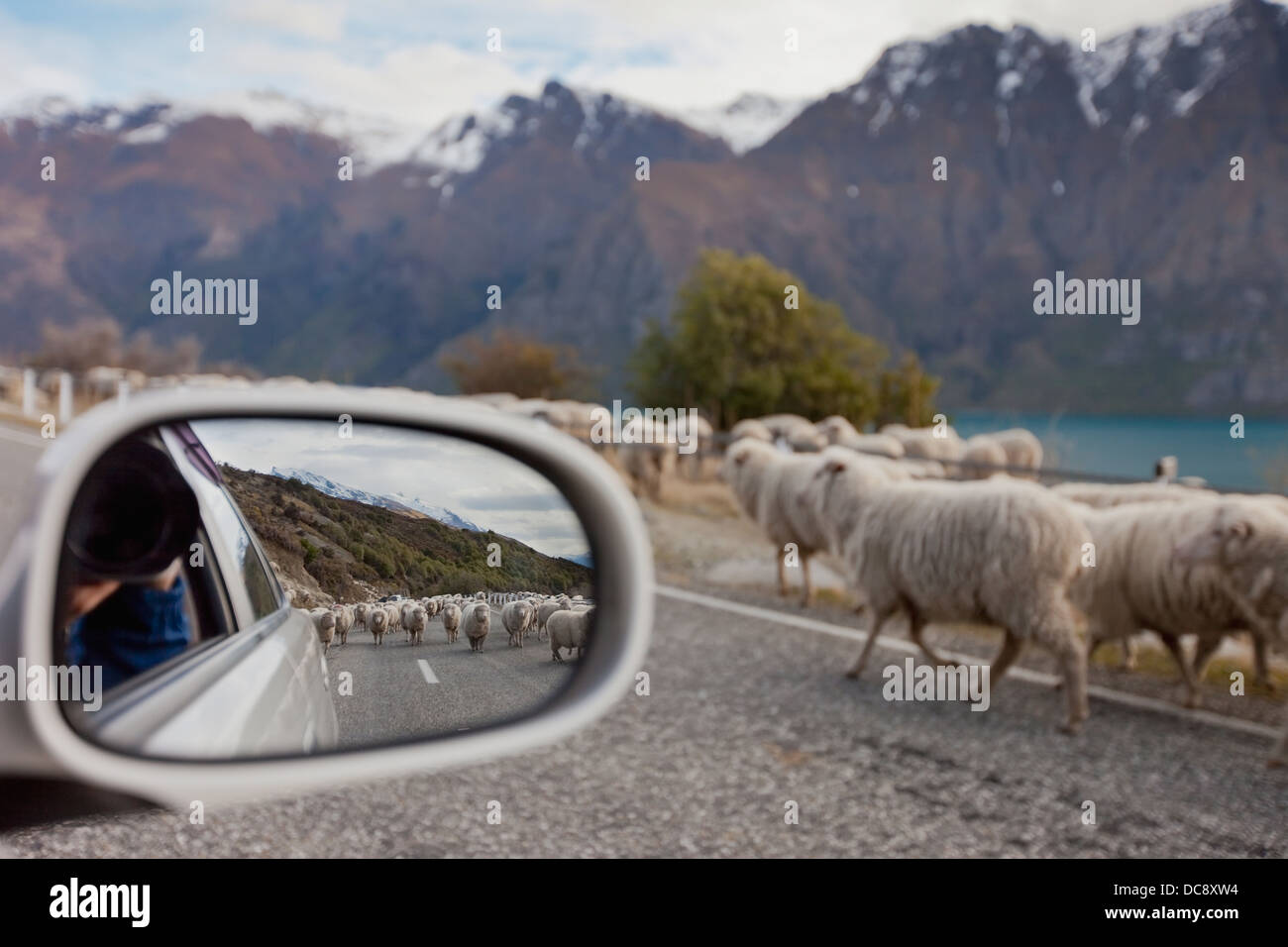 A car stopped on the road as a flock of sheep being herded down the ...