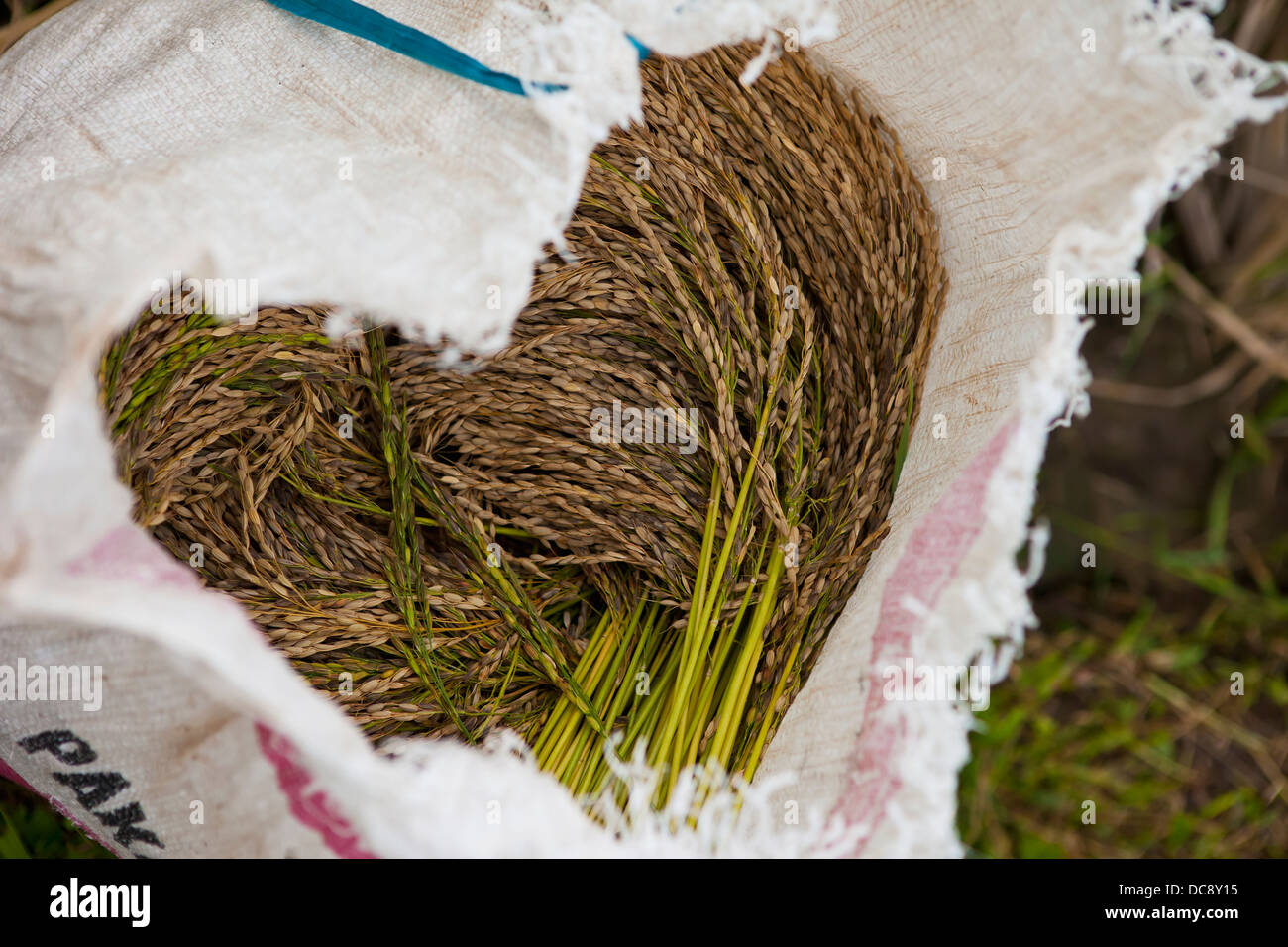 Harvesting of grains hi-res stock photography and images - Alamy