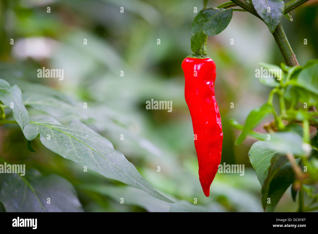 Fire red chili on the plant; Tropenhaus Wolhusen, Switzerland Stock ...