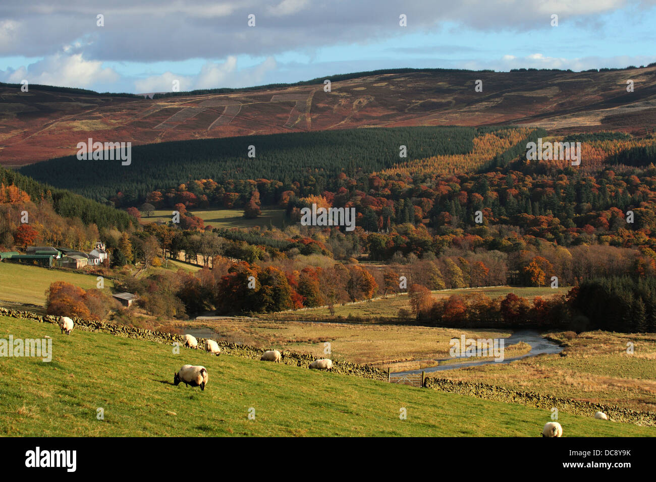 An autumnal view overlooking the upper Tweed valley, Scottish Borders ...