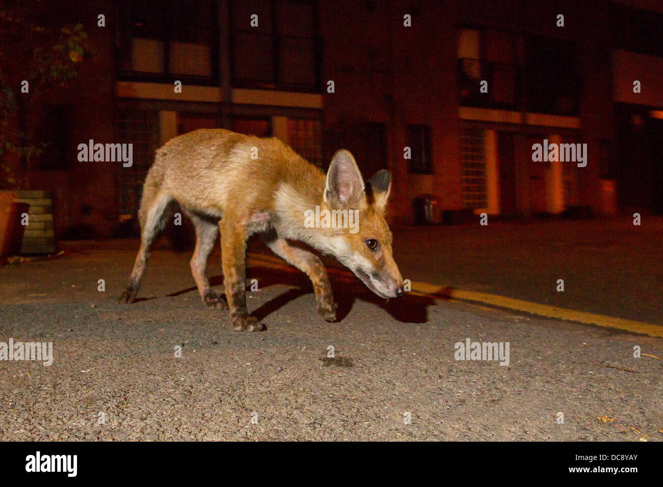 Urban fox night hi-res stock photography and images - Alamy