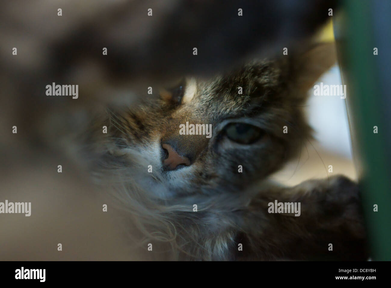 cat face foot back leg whiskers cats eye looking Stock Photo - Alamy