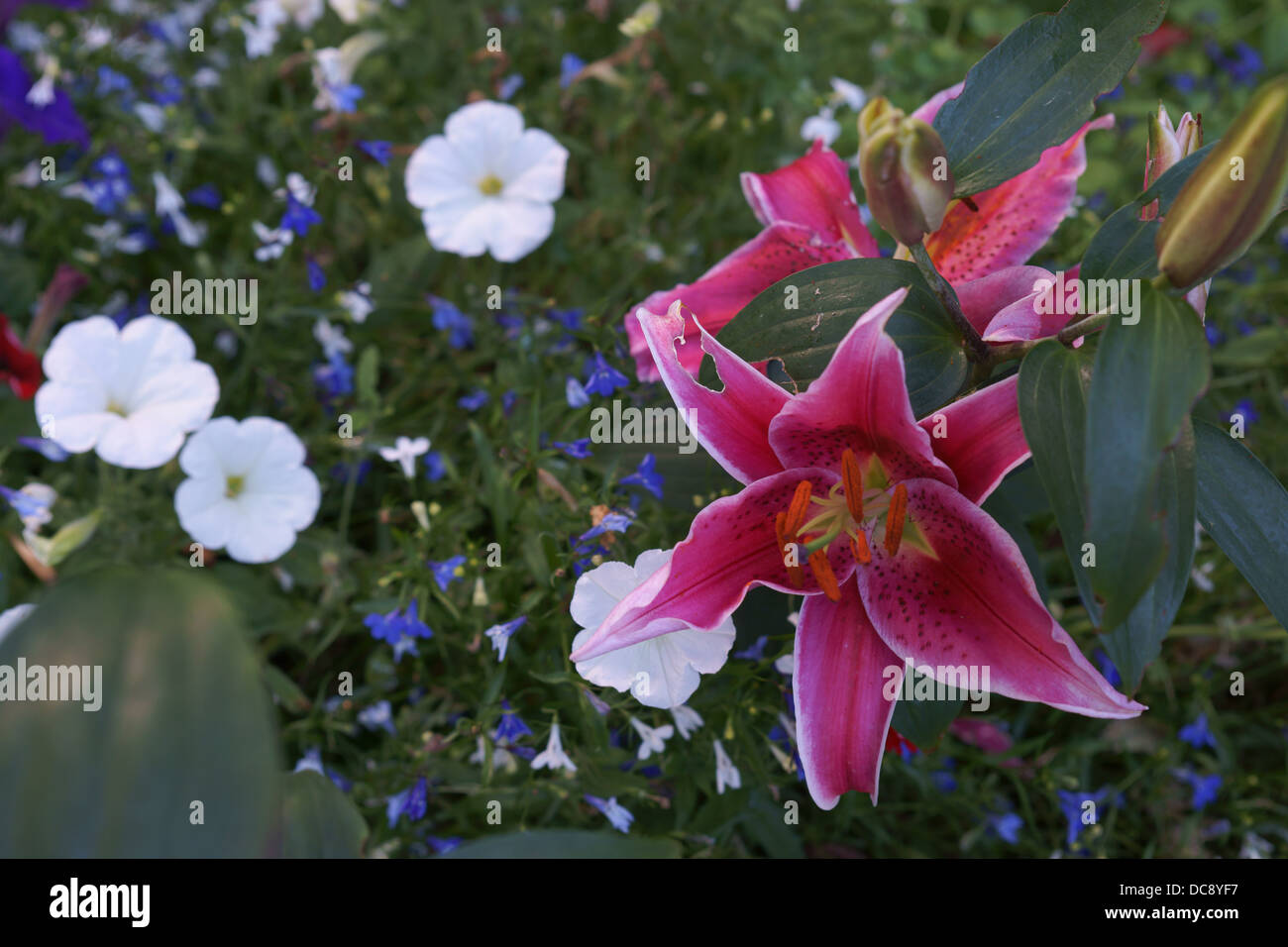plant Lily Oriental Hybrid Stargazer purple green open plant Stock ...