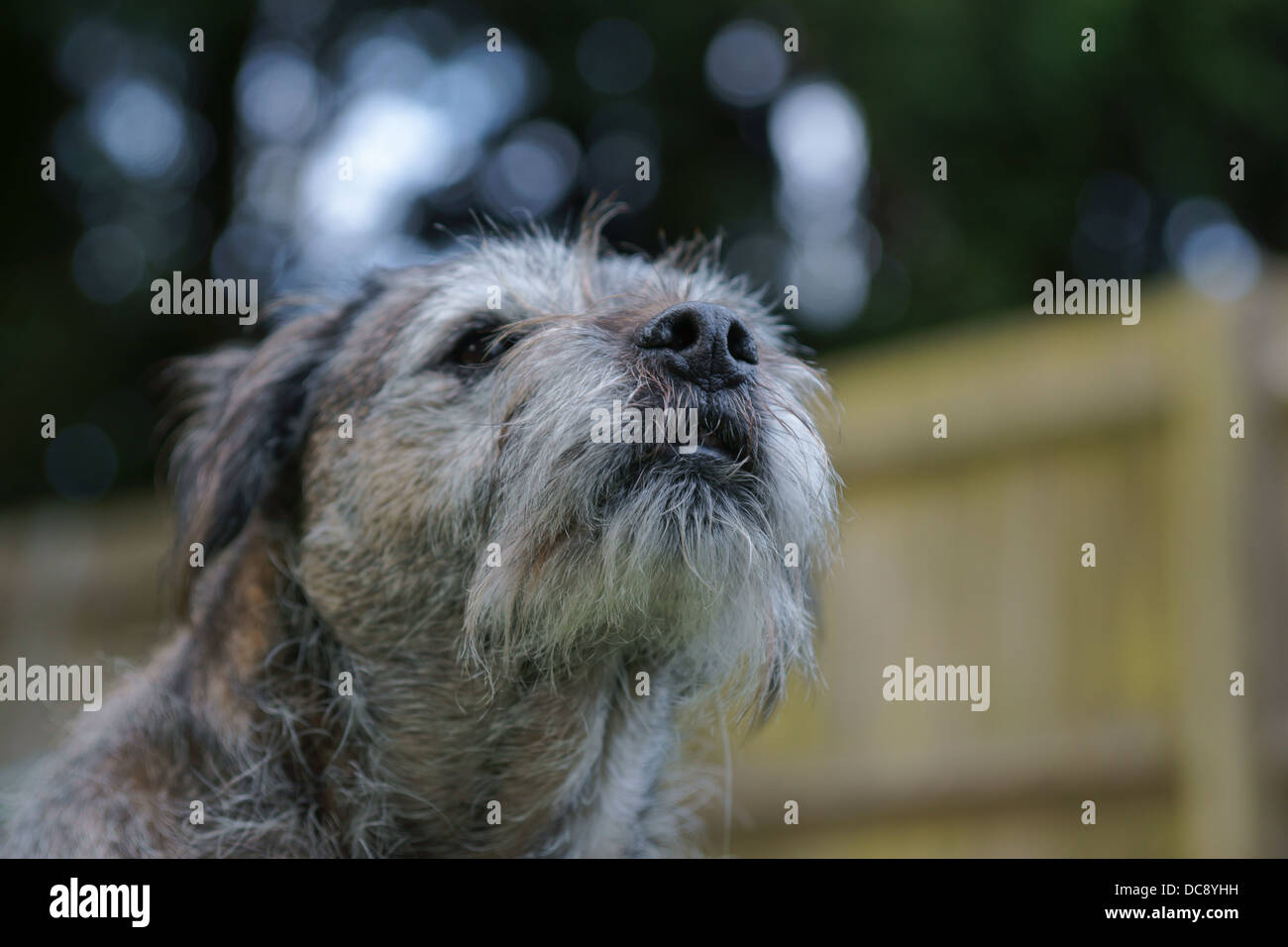 border terrier dog face static hair sitting out side washing line trees ...