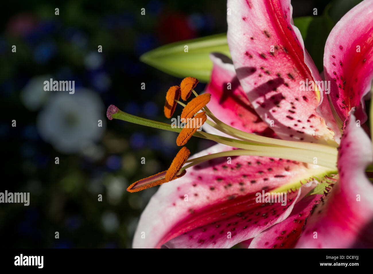 plant Lily Oriental Hybrid Stargazer purple green open plant Stock ...