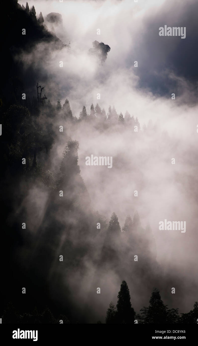 Trees on a hillside covered in cloud; Gangtok, Sikkim, India Stock ...