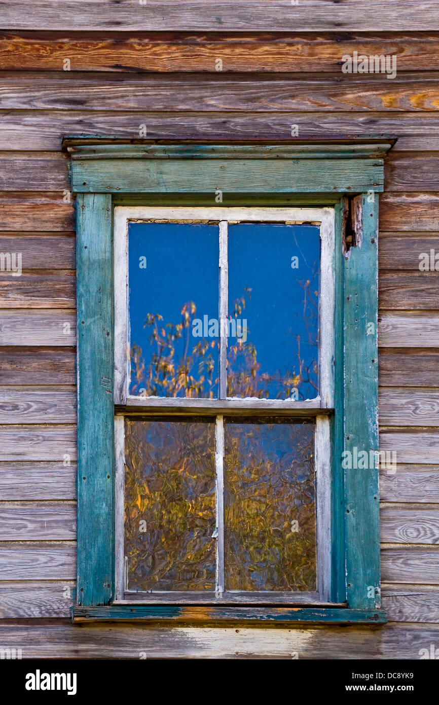 A tree with autumn leaves reflecting in a window with turquoise trim ...