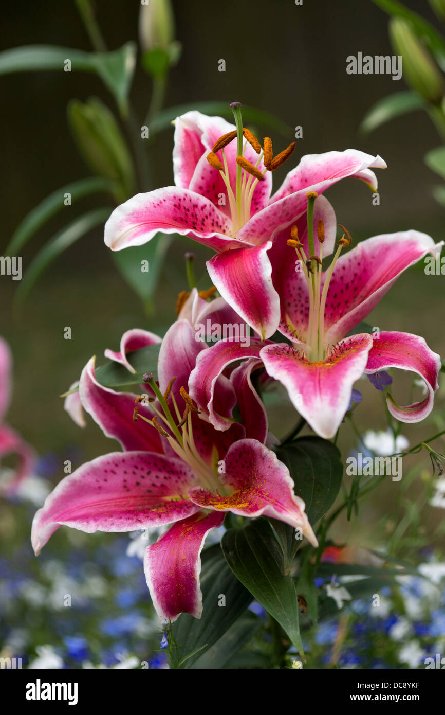 Lily stem hi-res stock photography and images - Alamy