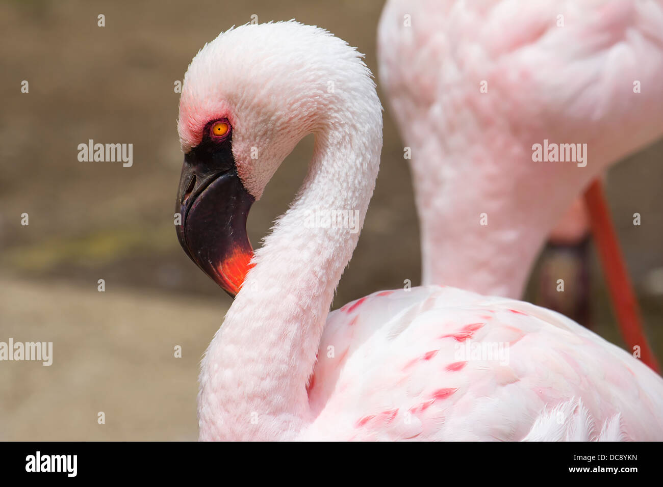 Pink flamingo feathers hi-res stock photography and images - Alamy