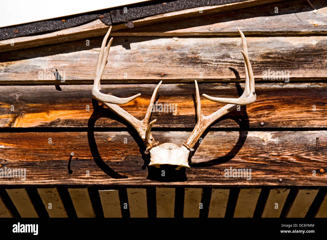 8 point antlers hi-res stock photography and images - Alamy