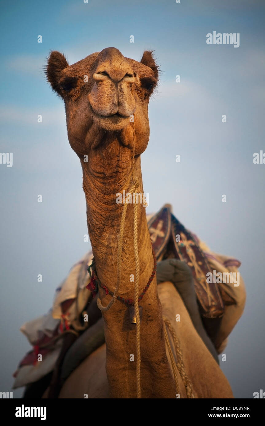 Camel facing camera hi-res stock photography and images - Alamy