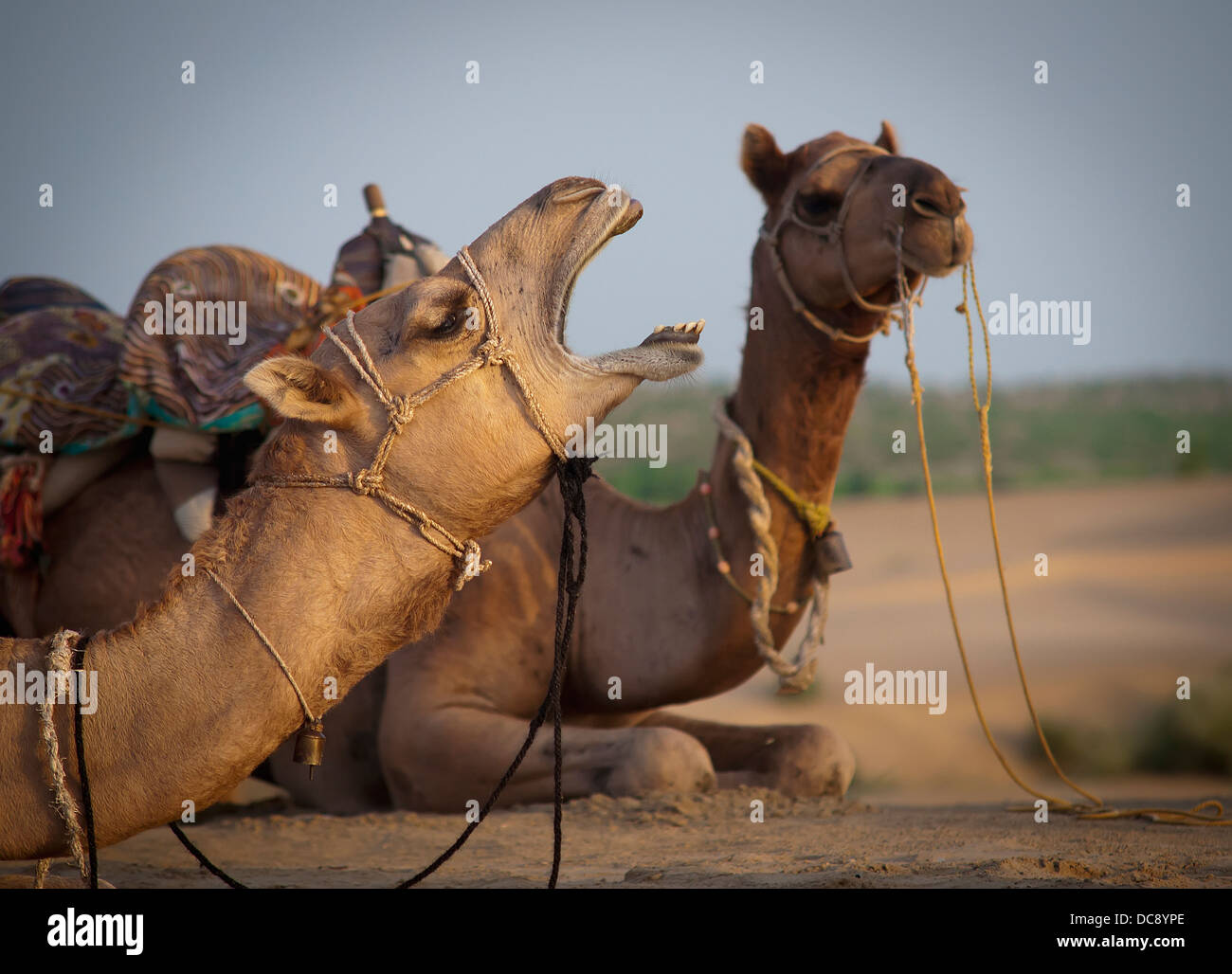 Camel yawning hi-res stock photography and images - Alamy