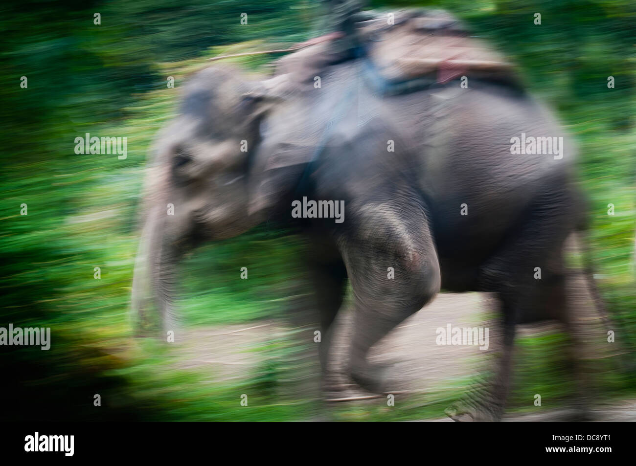 Man riding an elephant carrying a load hi-res stock photography and ...