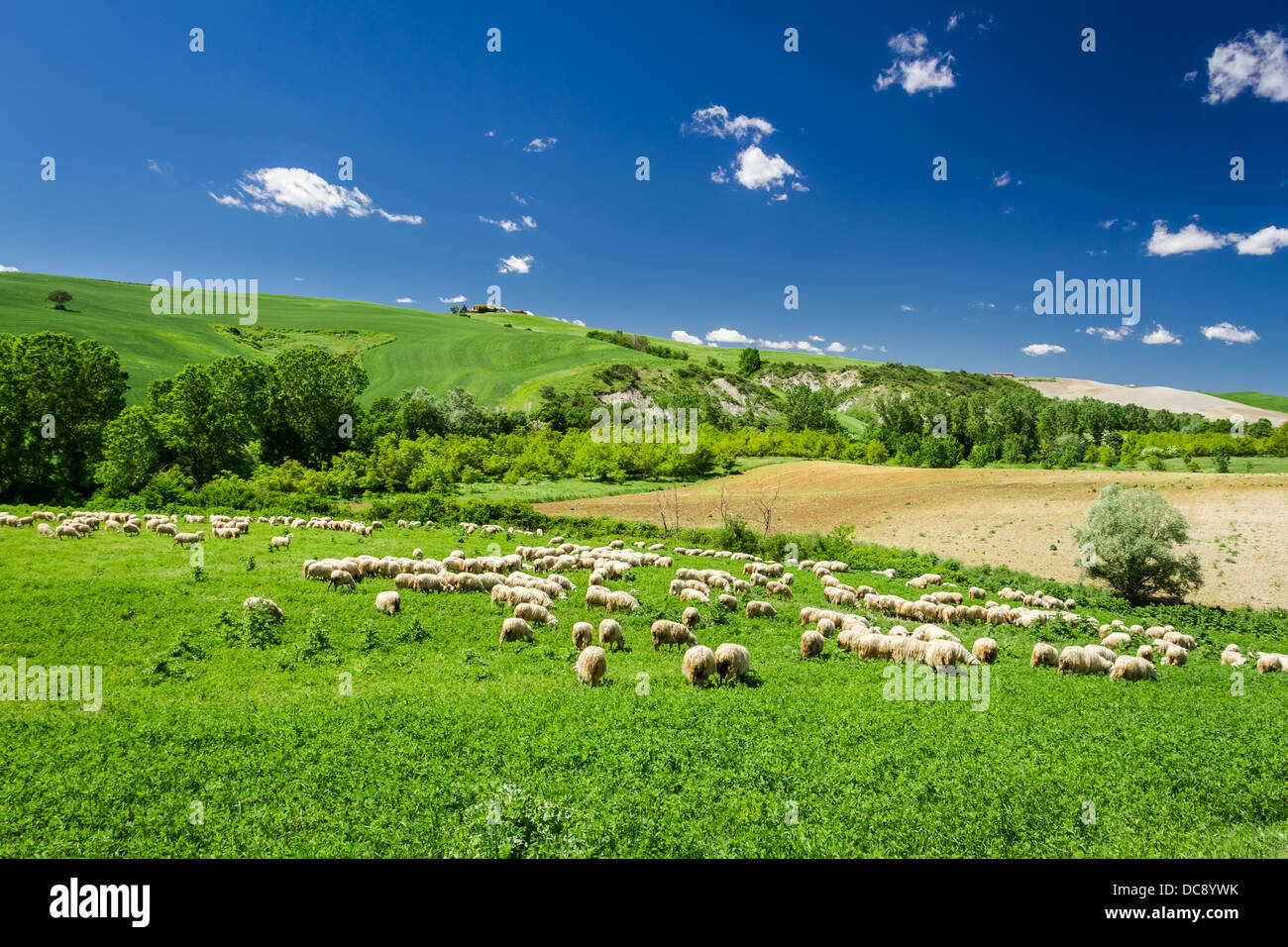 Nature green vertical tuscany hi-res stock photography and images - Alamy