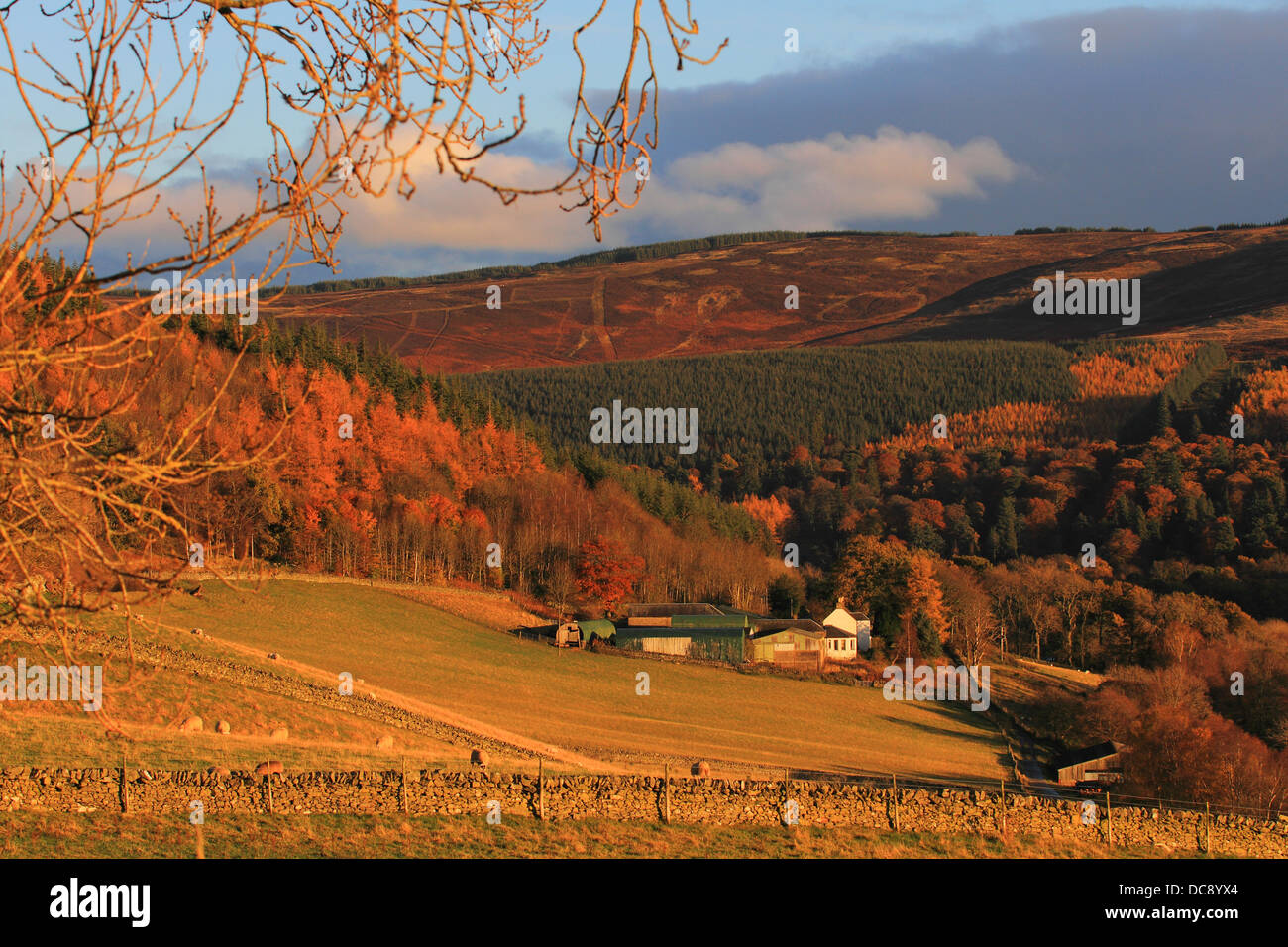 Sunset colours over a farm in Upper Tweeddale Valley Stock Photo - Alamy