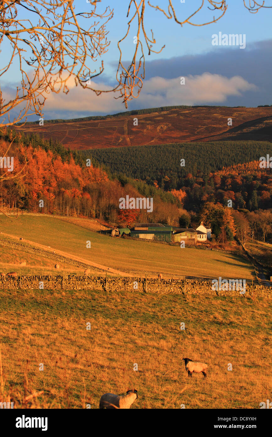 Sunset colours over a farm in Upper Tweeddale Valley Stock Photo - Alamy