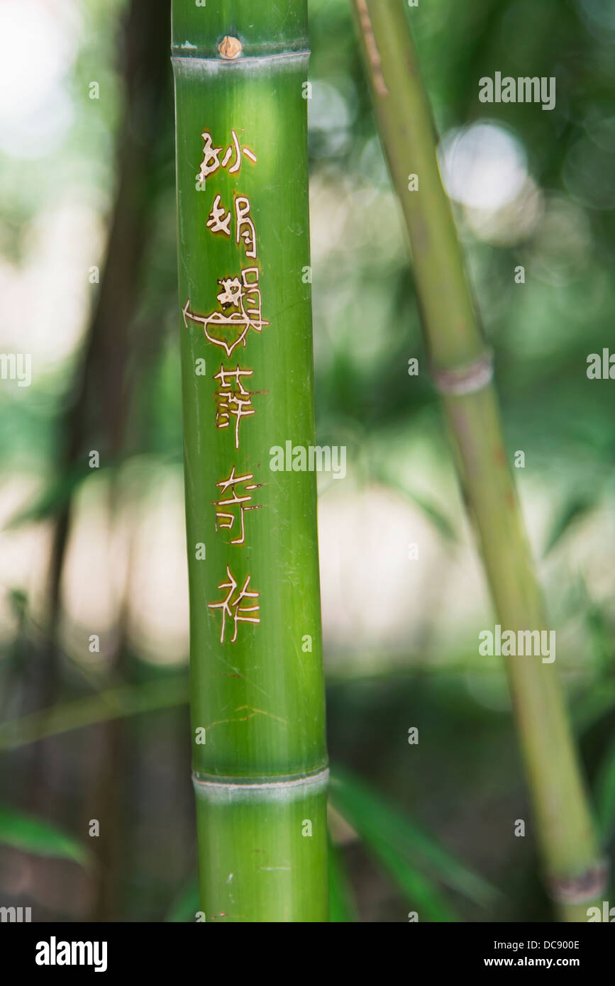 Chinese writing in gold on bamboo; Xi'an, Shaanxi, China Stock Photo ...