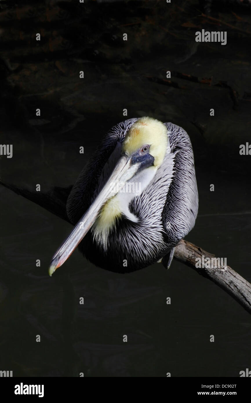 A pelican (Pelecanidae) roosting on a branch at Virginia Living Museum ...