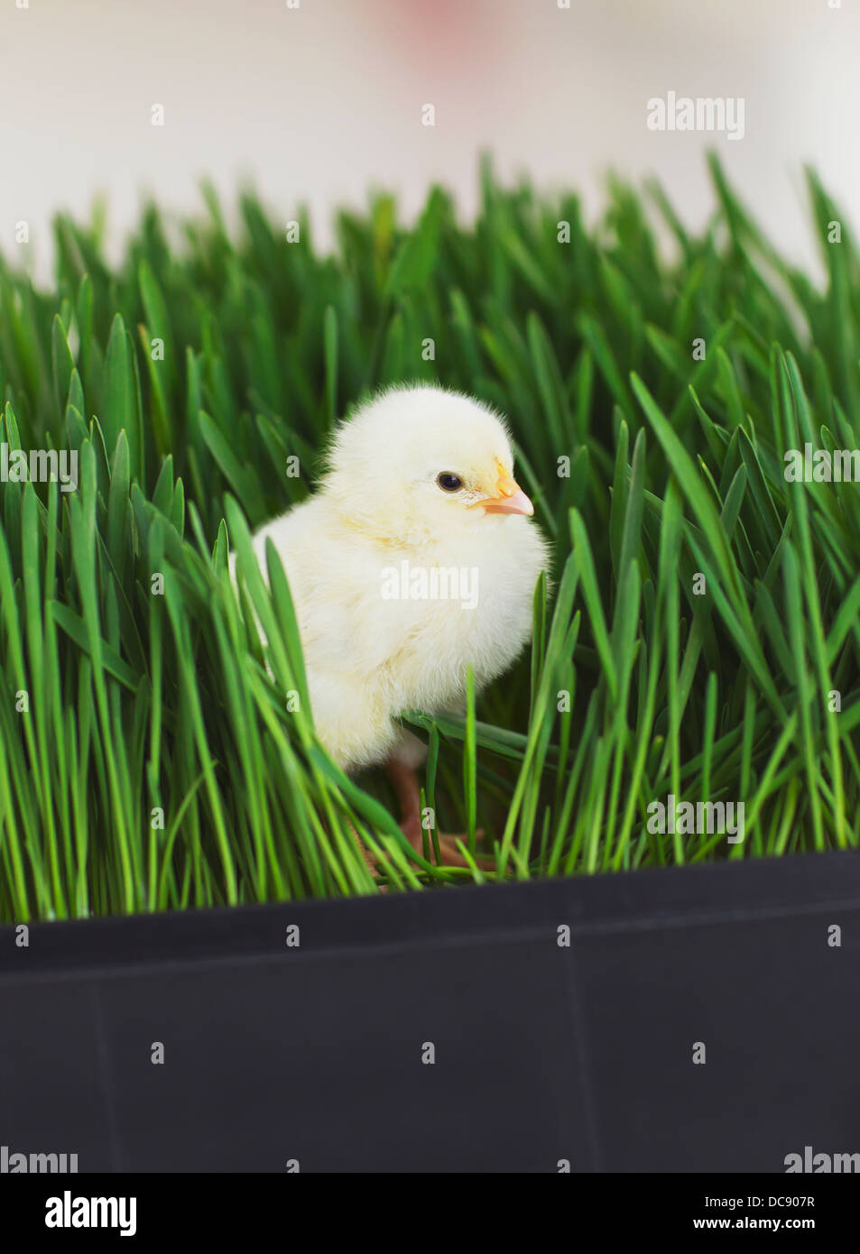 Barley bird hi-res stock photography and images - Alamy