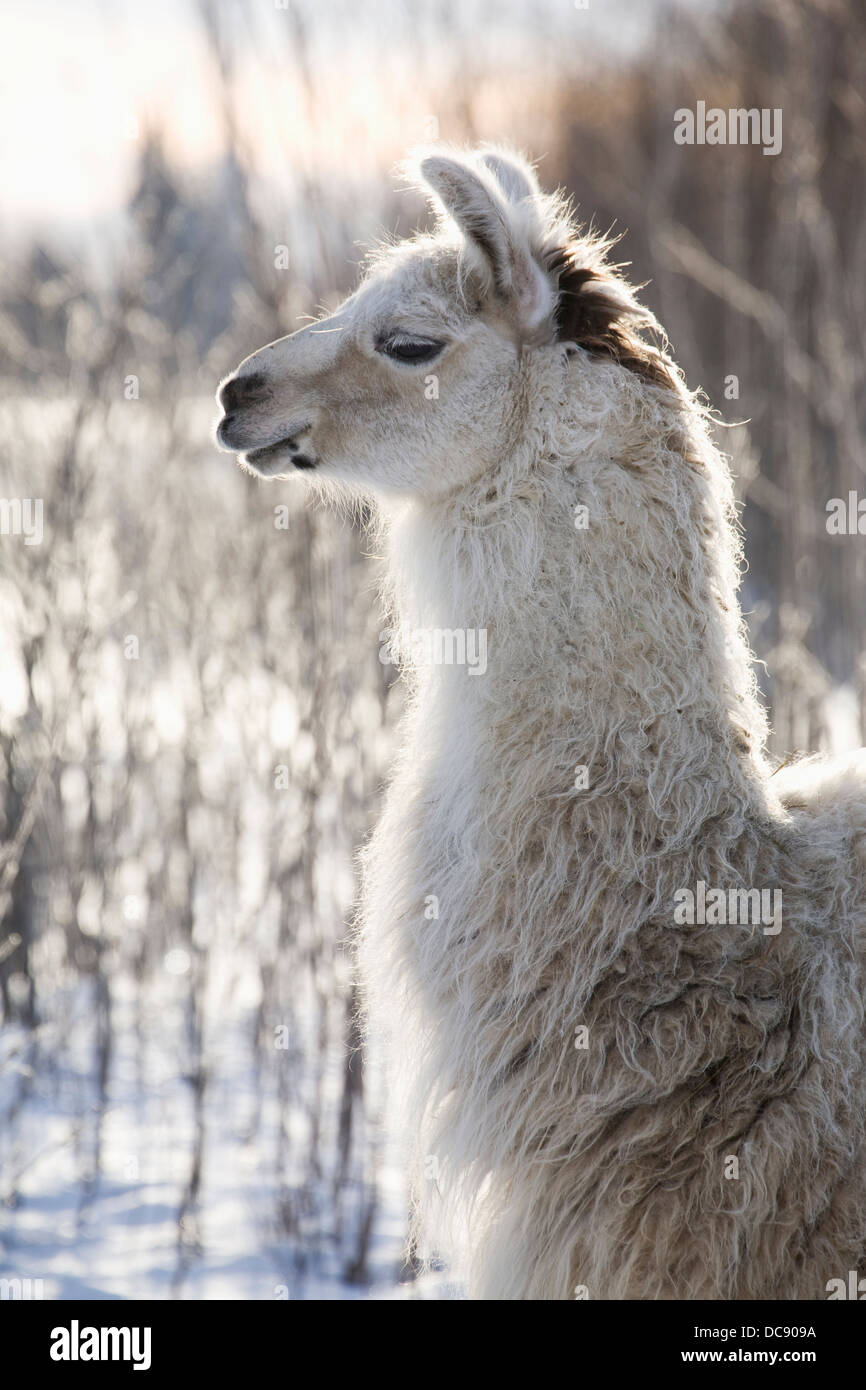 Llama snow winter hi-res stock photography and images - Alamy