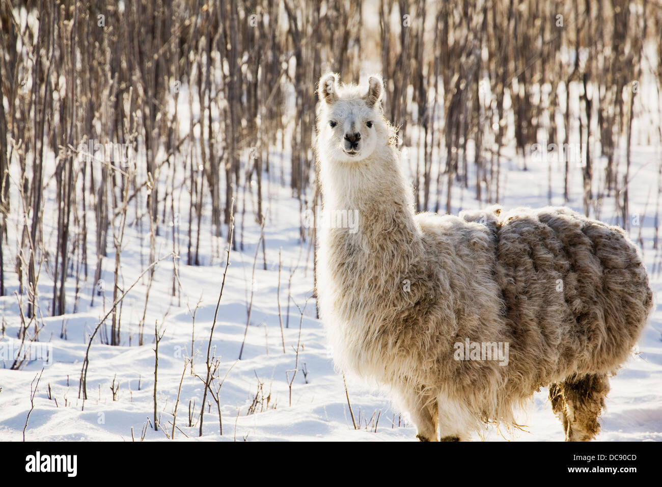 Llama snow winter hi-res stock photography and images - Alamy