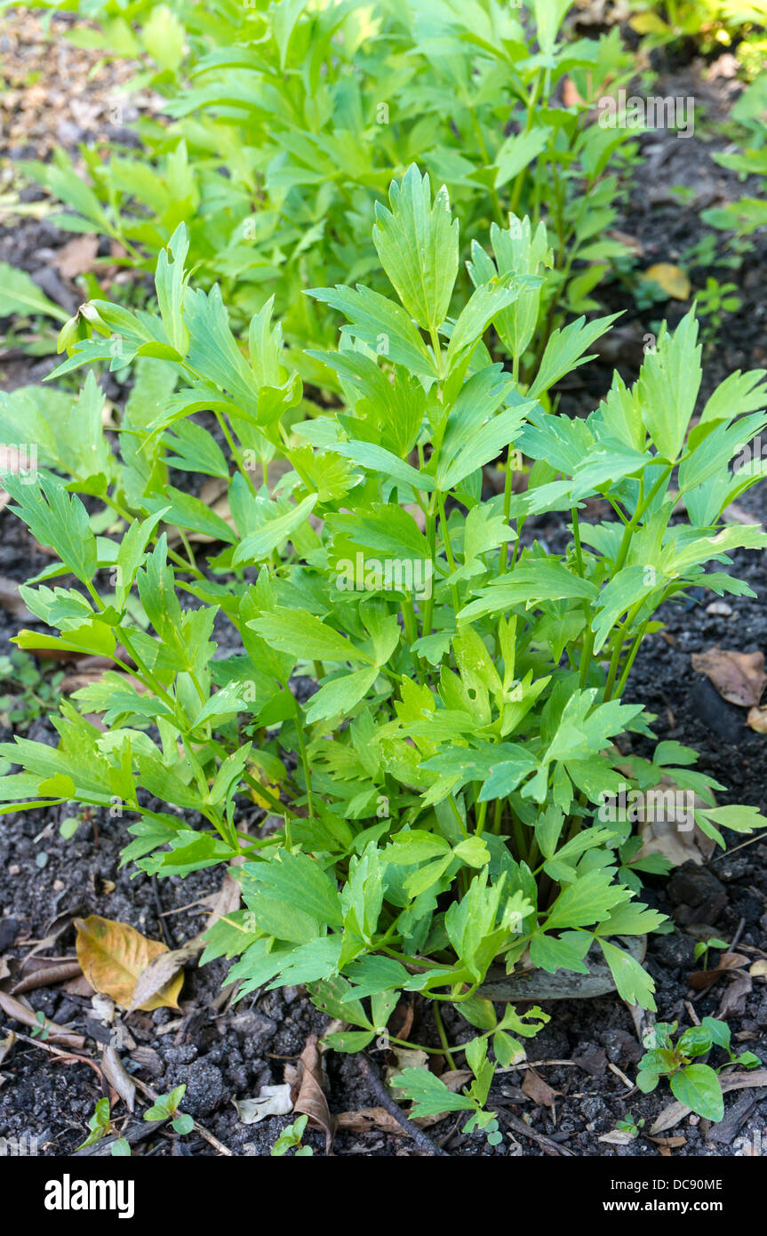 Lovage (Levisticum Officinale Stock Photo - Alamy