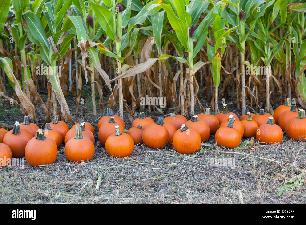 Row of pumpkins Stock Photo - Alamy