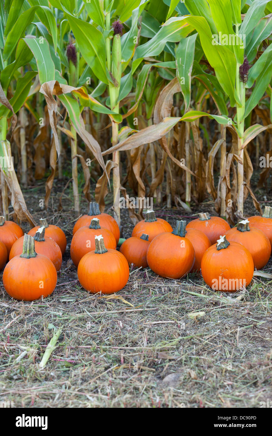 Row of pumpkins Stock Photo - Alamy