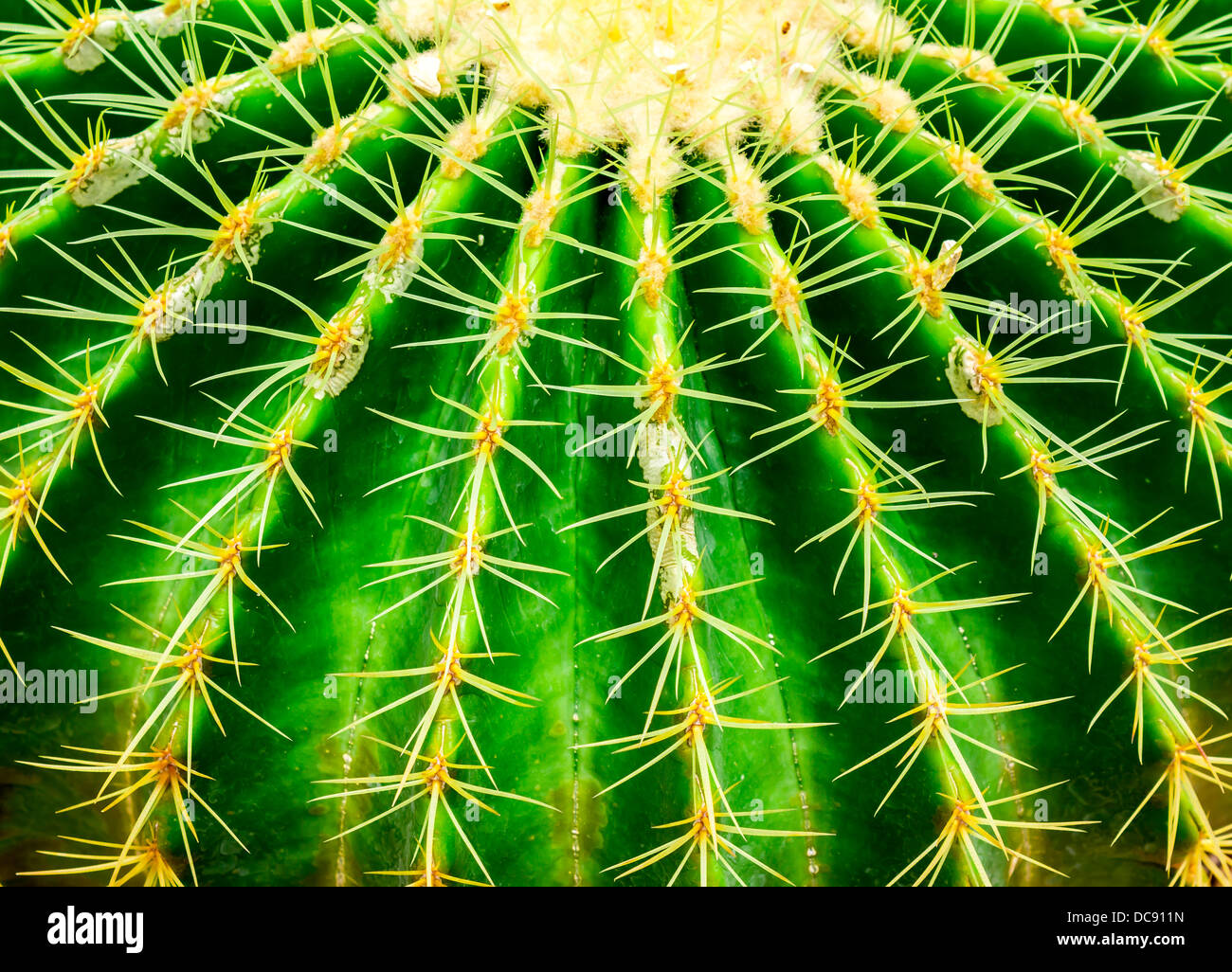 Golden barrel cactus detail hi-res stock photography and images - Alamy