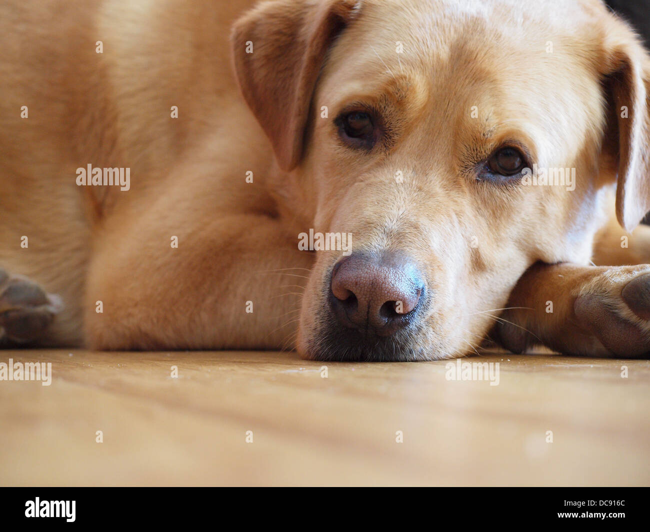 Large Golden Mixed Breed Dog Stock Photo - Alamy