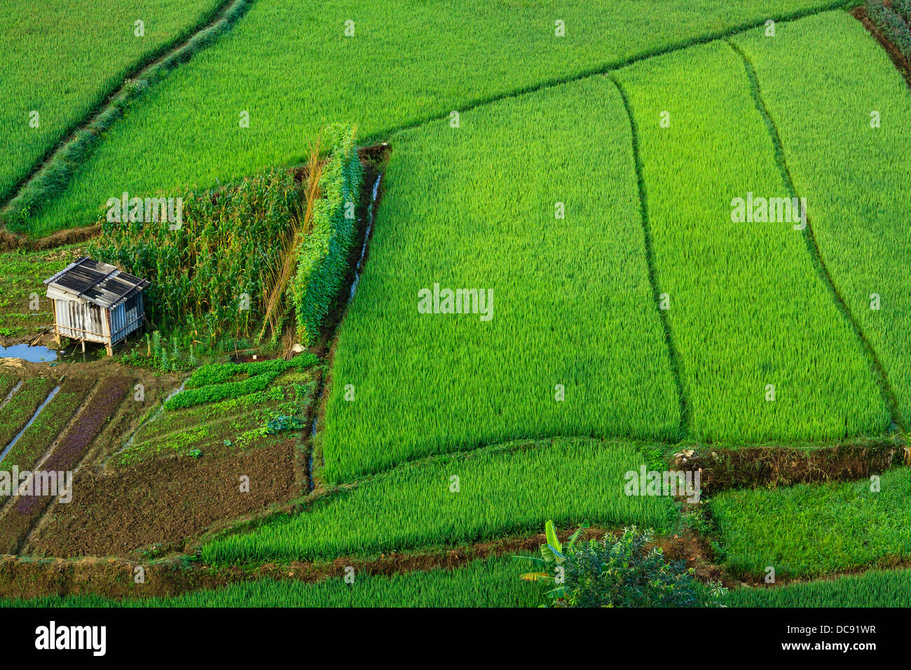 Morning at the son la province hi-res stock photography and images - Alamy