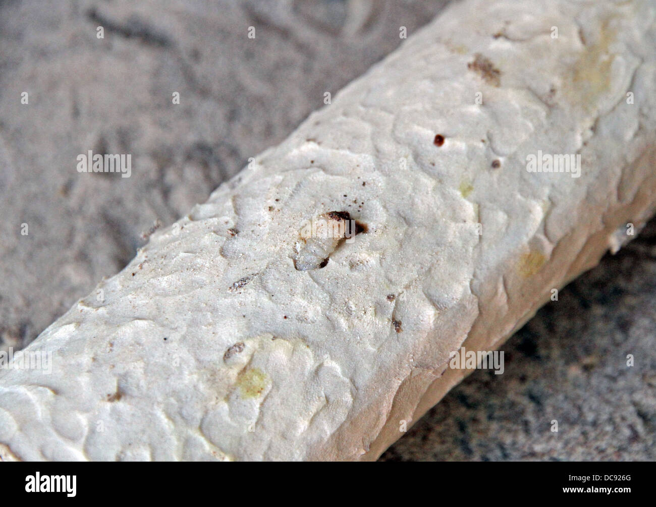 hateful white termites and larvae of wood on the trunk of a fir tree ...