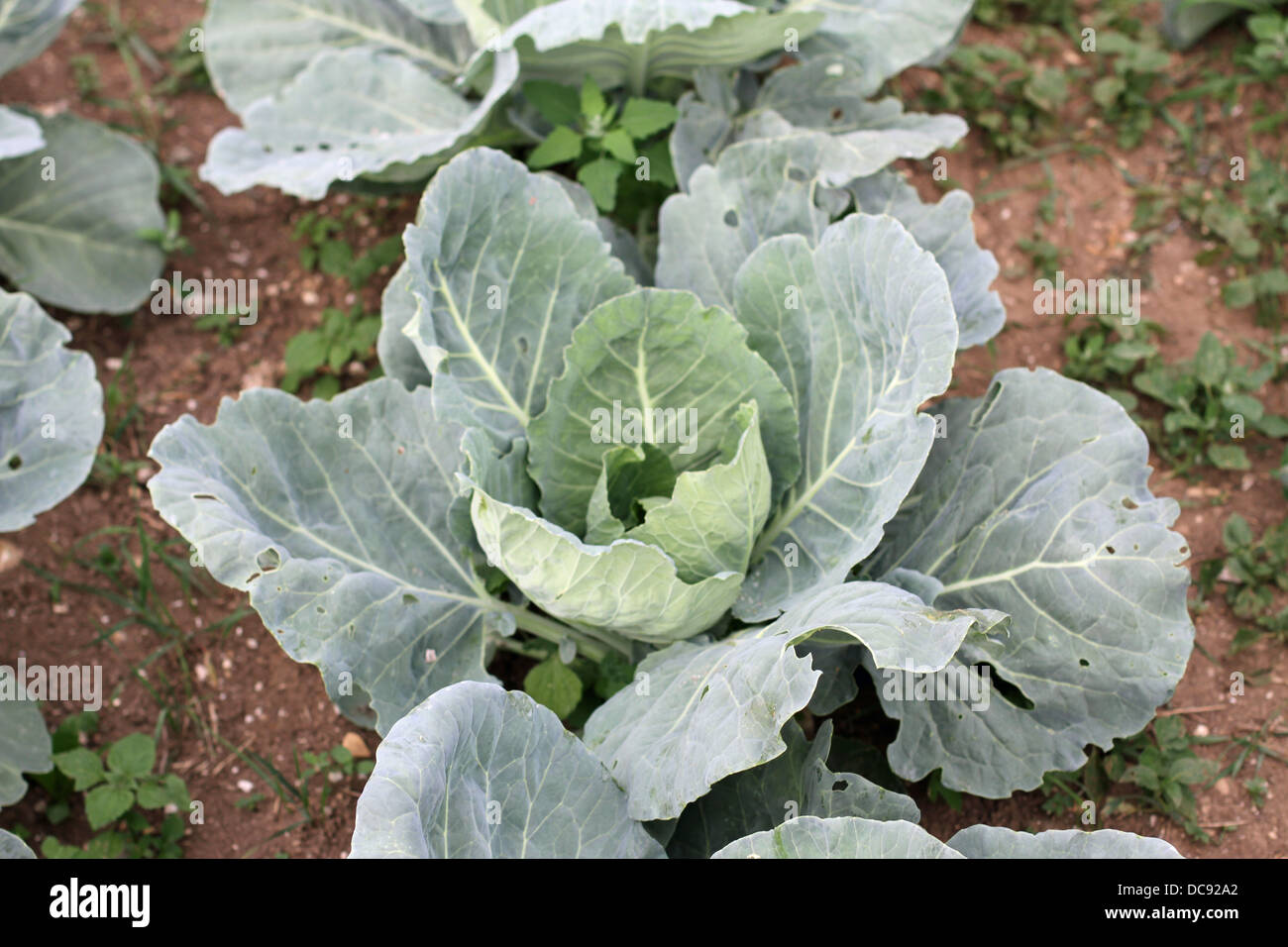 green cabbage plants are maturing in a vegetable garden in the ...