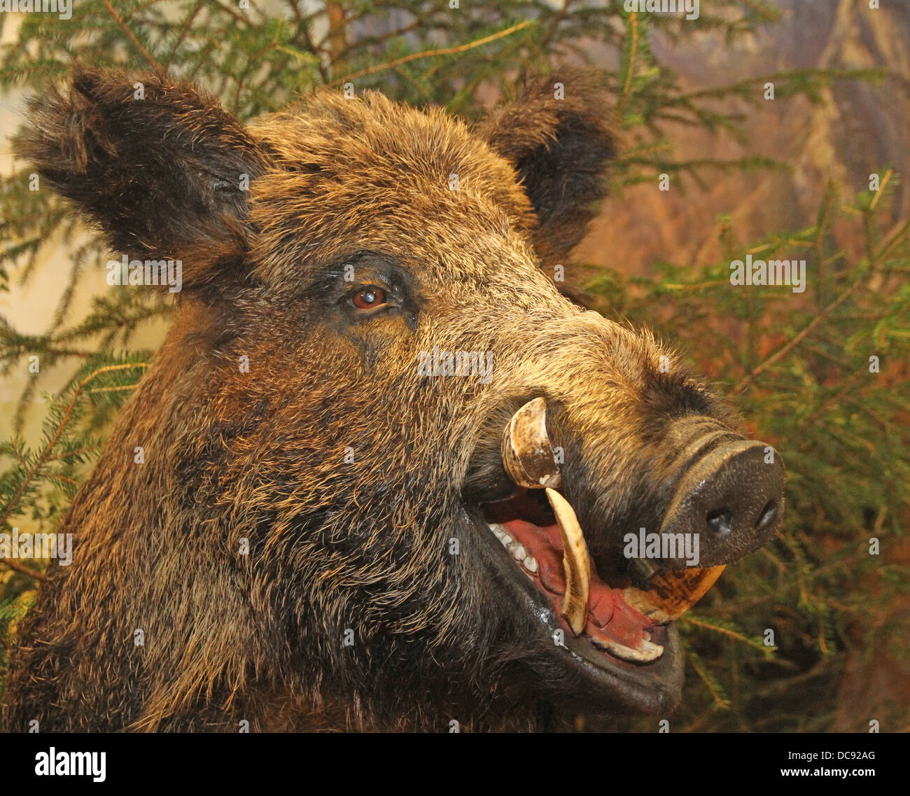 Wild Hogs Animal Teeth