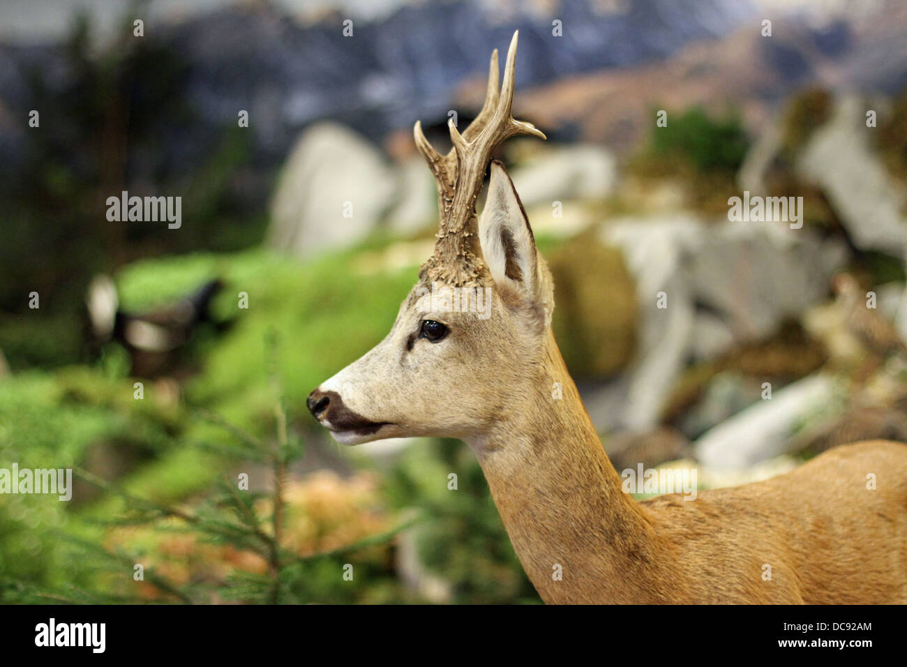 Young animals in the middle hi-res stock photography and images - Alamy