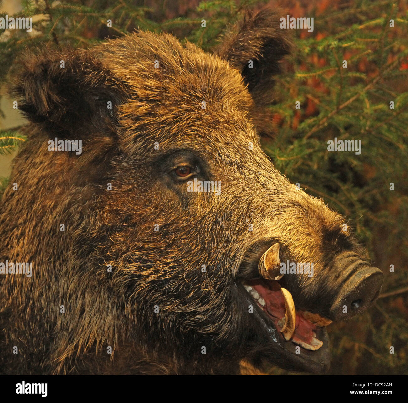 grin and pointed tooth of a wild boar of collini of Tuscany in italy ...