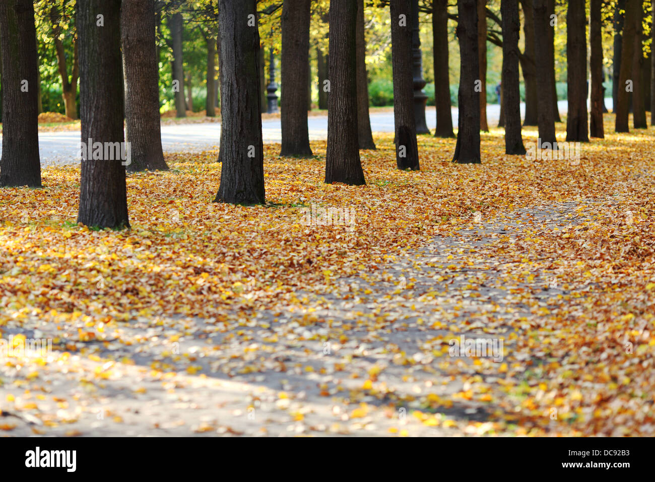 autumn park orange leaf around Stock Photo - Alamy