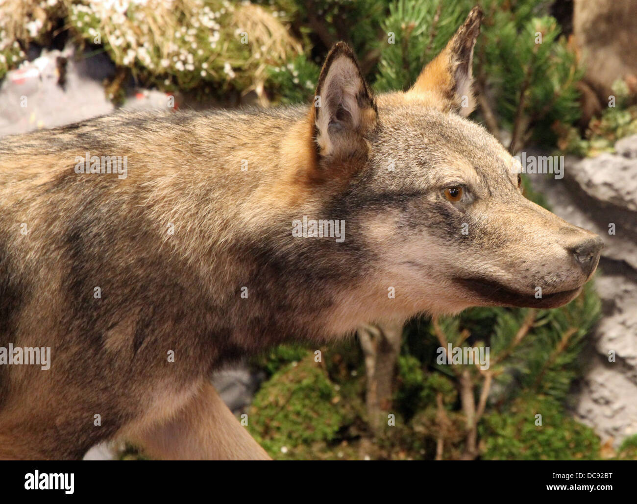 ferocious and voracious Wolf looking for prey in the middle of the ...