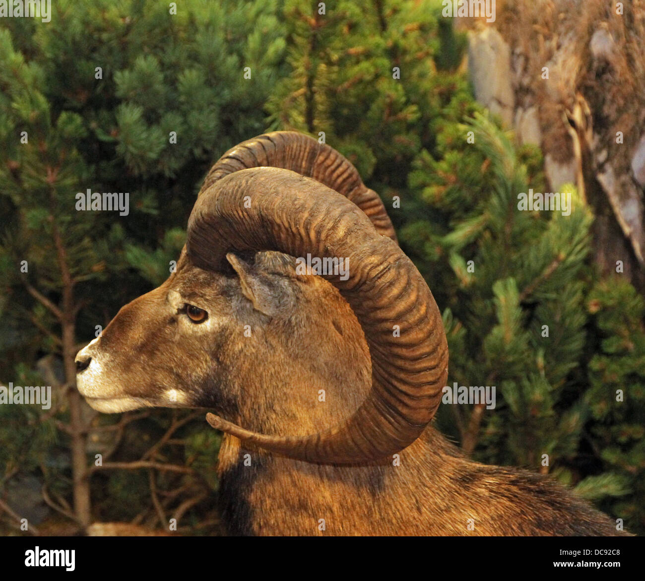 Real horns hi-res stock photography and images - Alamy