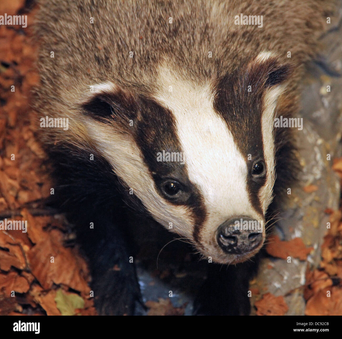 Young badger hi-res stock photography and images - Alamy