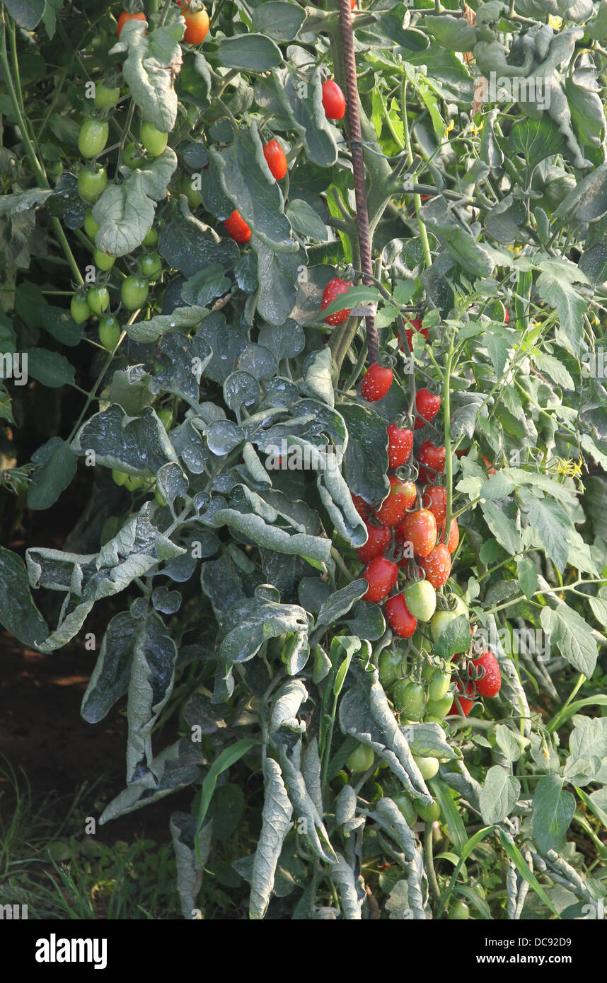 Italy tomato processing hi-res stock photography and images - Alamy
