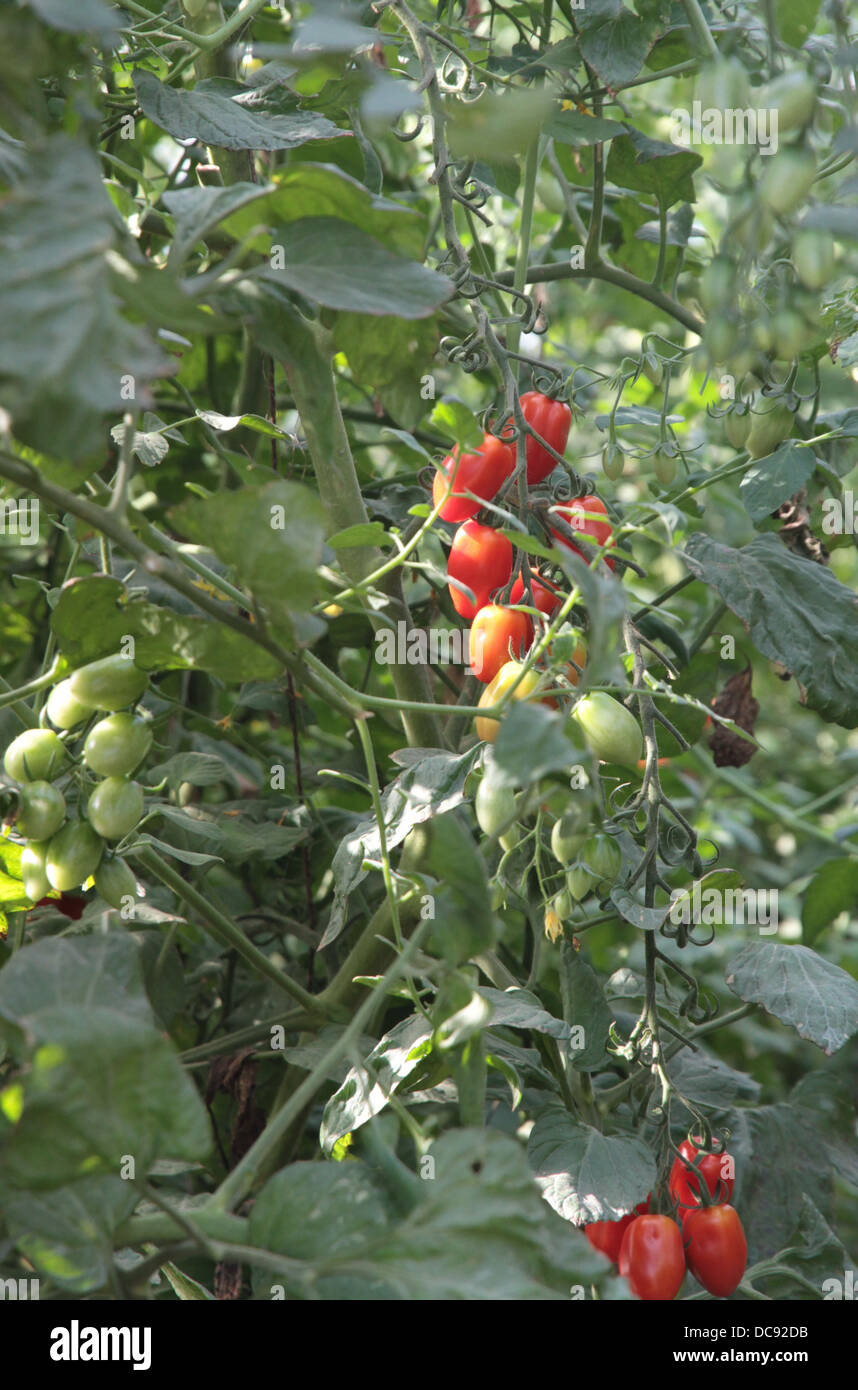 greenhouse of cluster tomatoes and plum tomato type in Italy 5 Stock ...