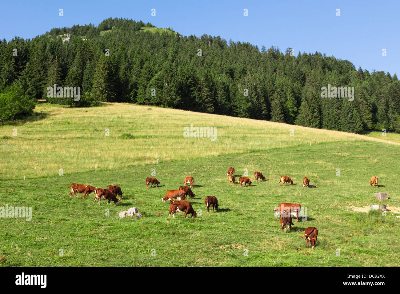 Cows wearing bells are grazing in a beautiful green meadow in the alps ...