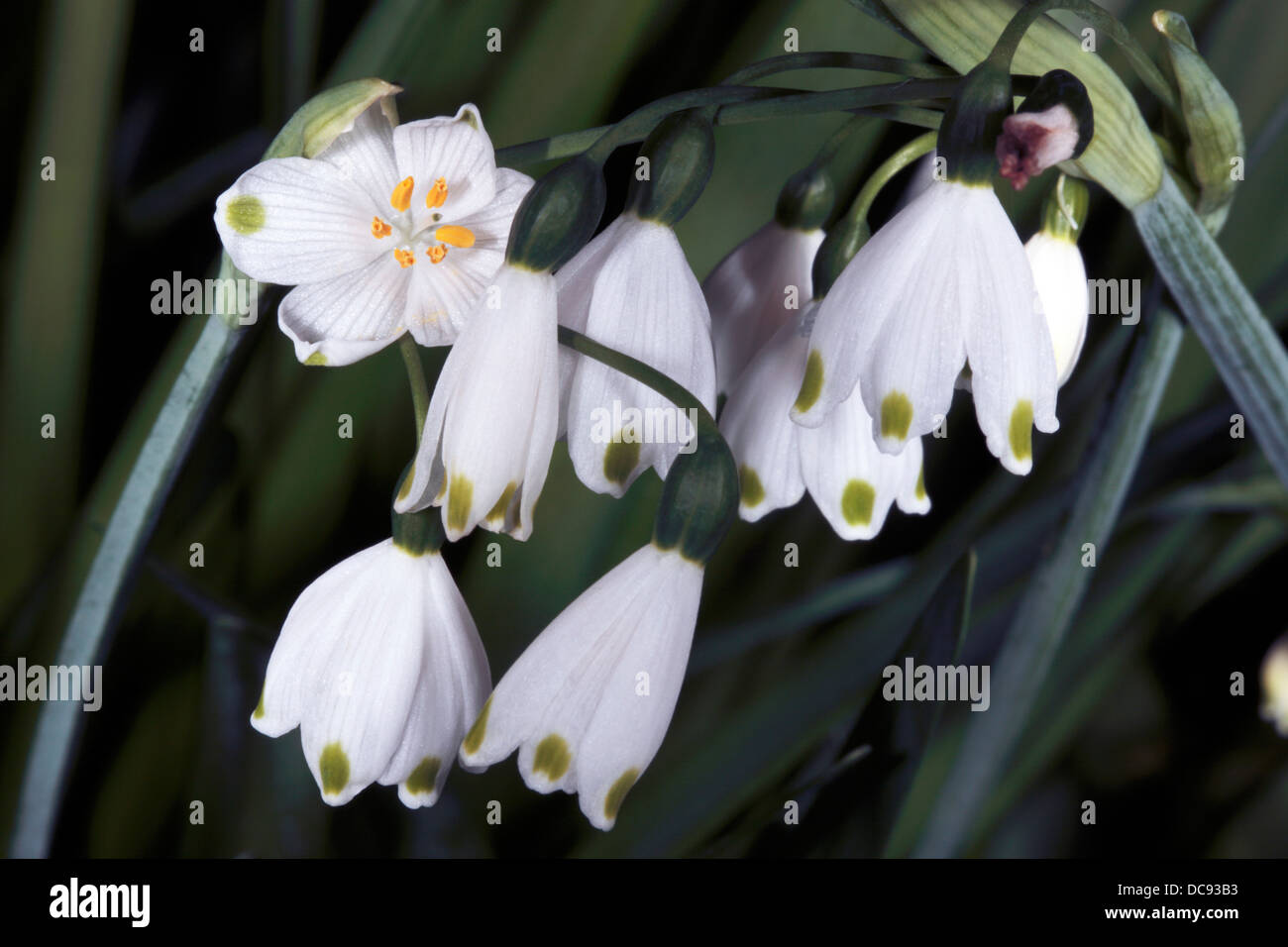 Summer / Spring Snowflake/ Loddon Lily - Leucojum aestivum -Family ...