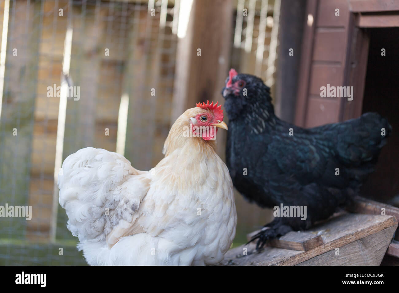 Black chickens hi-res stock photography and images - Alamy